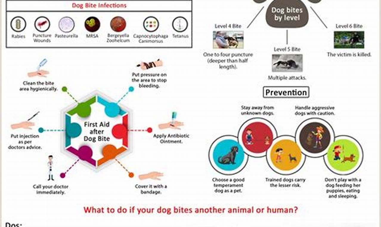Dog Bite Care: First Aid & Treatment Guide