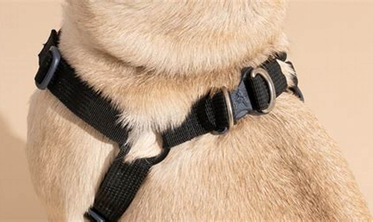 Best Wirecutter Dog Car Harnesses for Safe Travels