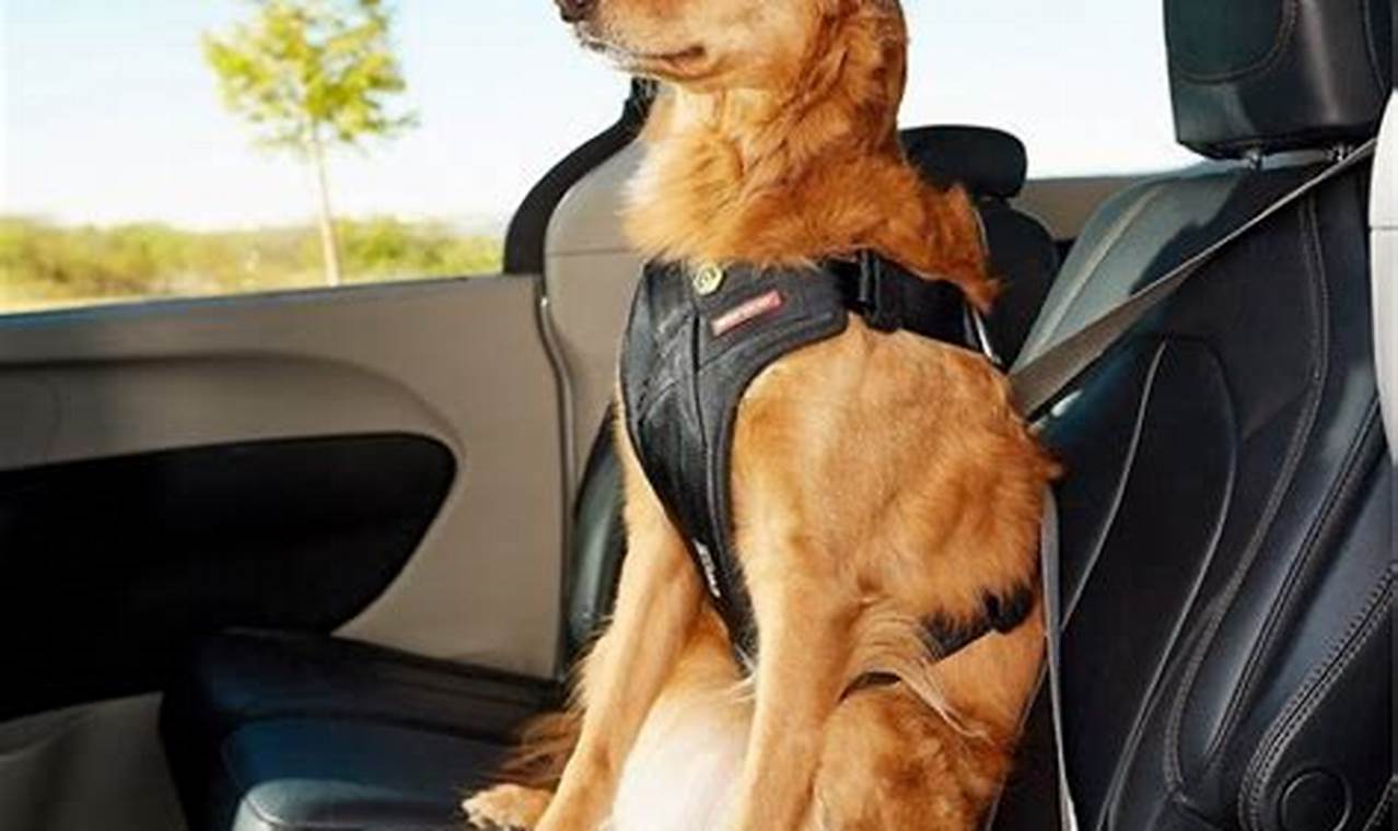 Best Dog Safety Car Harnesses: Ultimate Guide