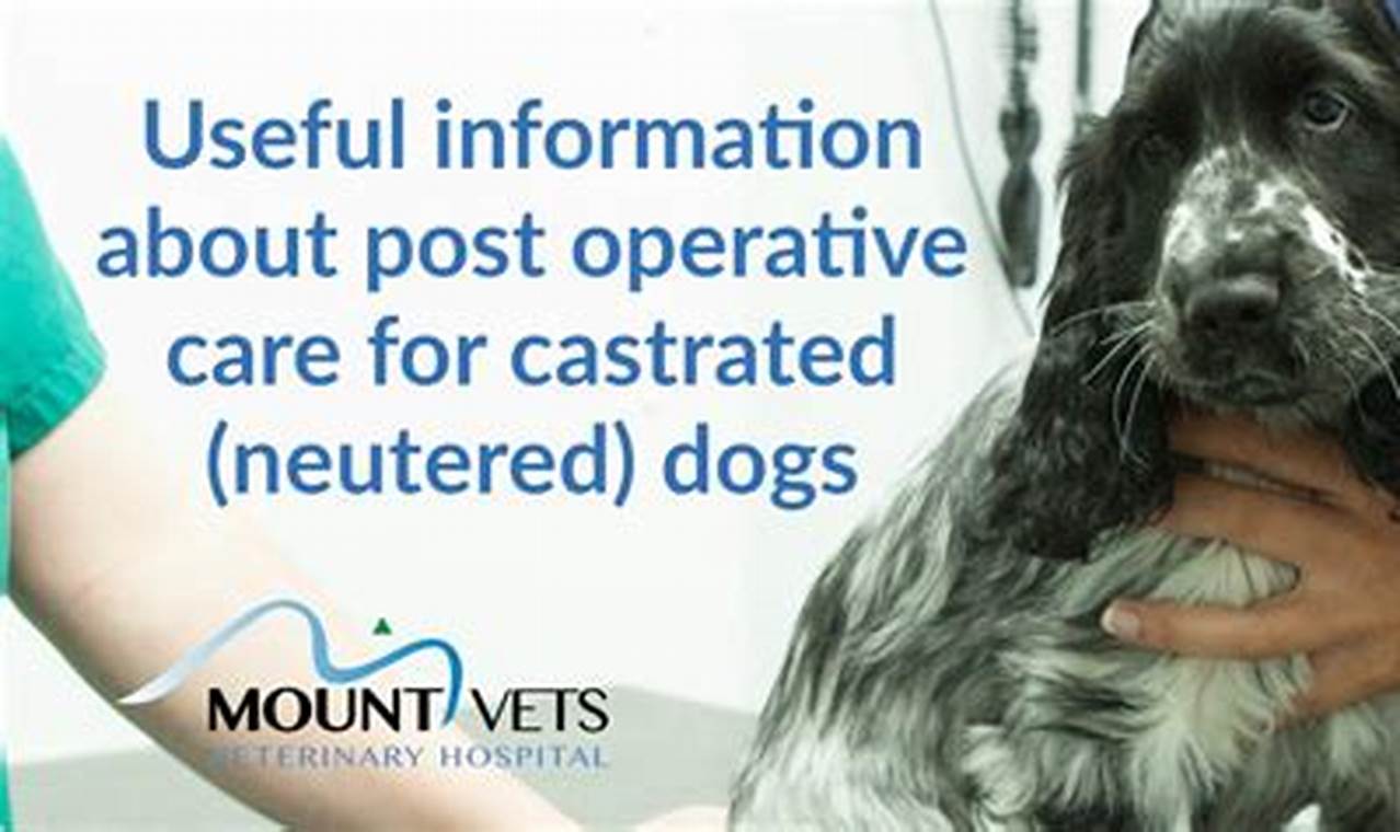 Dog Neutering Aftercare Tips & Recovery Guide